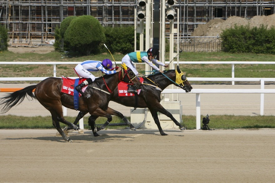 Perdido Pomeroy Wins SBS Korea/Japan Cup | Horse Racing in Korea