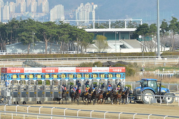 Busan Friday: Race-By-Race Preview (October 12) | Horse Racing in Korea