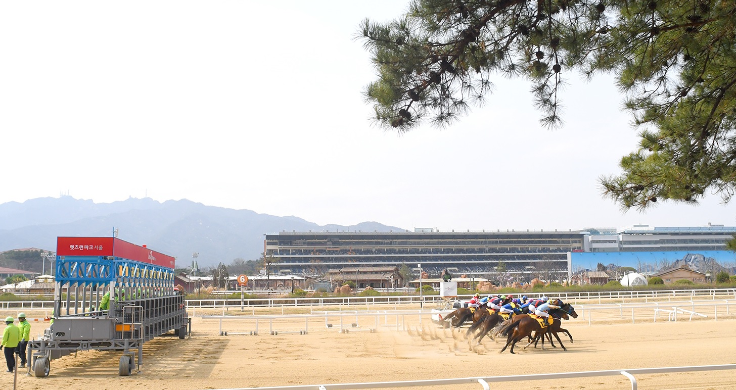Seoul Sunday Race-By-Race Preview (August 12) | Horse Racing in Korea