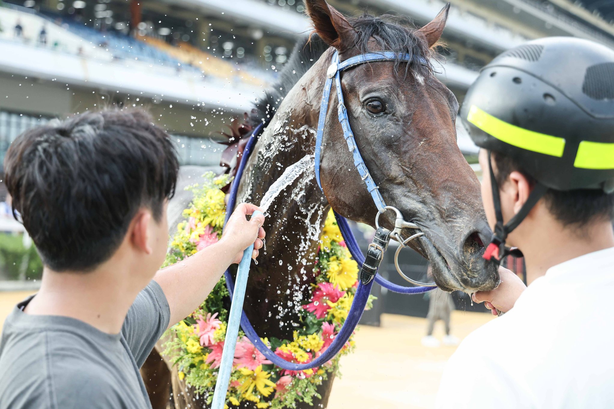 Horse Racing in Korea | Korea Racing Blog